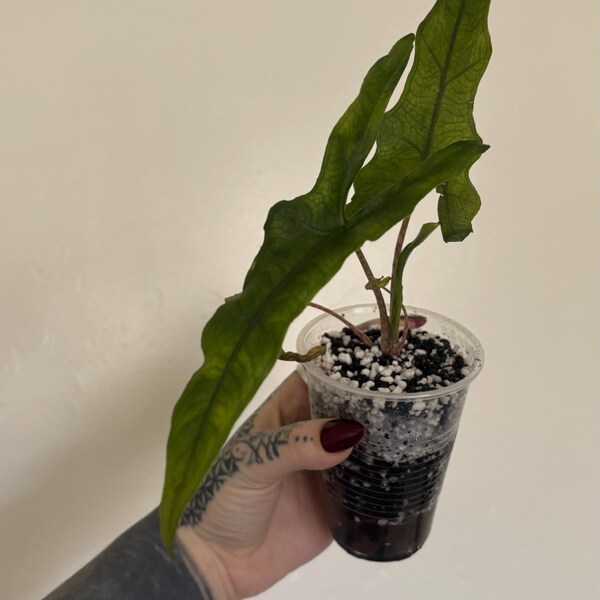 Alocasia Sabrina Starter Plant (ALL STARTER PLANTS Require You to ...
