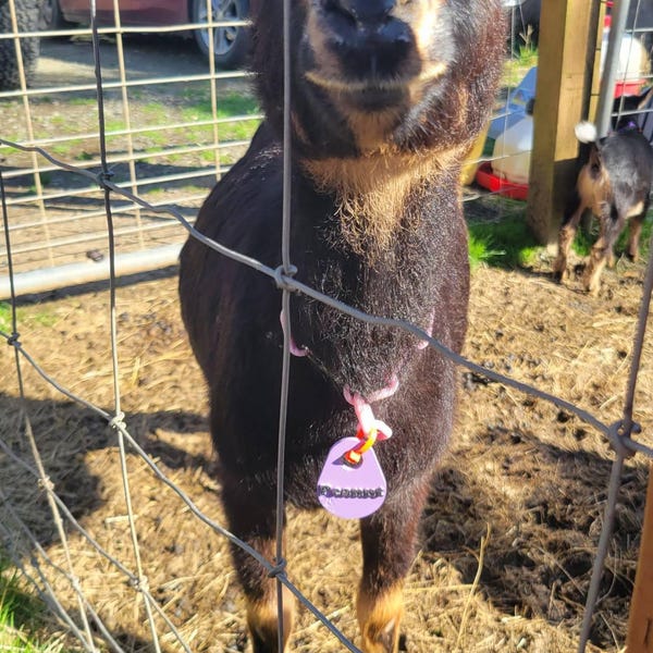 Goat Name Tags 3D Printed - Etsy