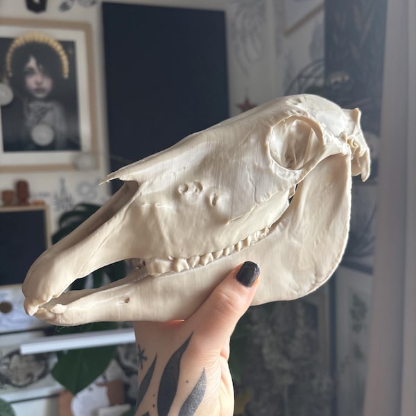 Red Fox Skull Life Size - 3D Printed Animal Replicas, Ideal Shelf ...
