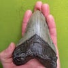 Paramblypterus Gelberti Fish Fossil - Etsy