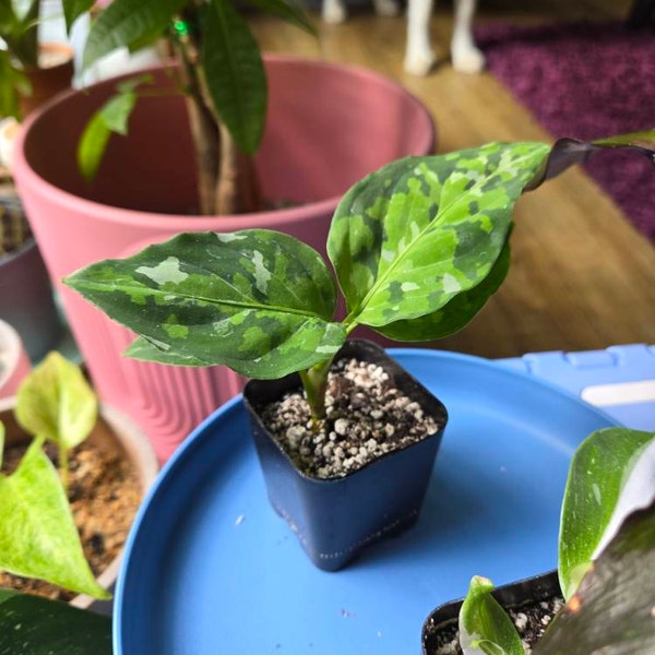 Aglaonema Pictum Tricolor 3 Starter Plant ALL Plants Require You to Purchase ANY 2 Plants - Etsy