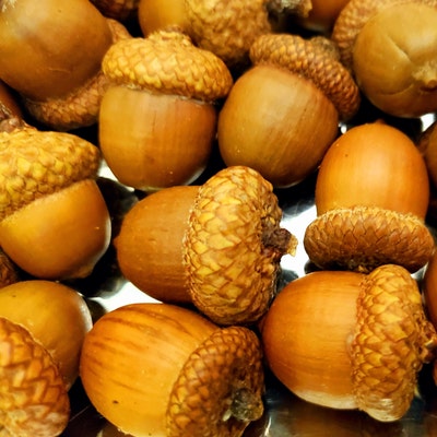 40 Natural Large Acorns, Acorn Nut, Real Big Acorn, Dly Craft Supply ...