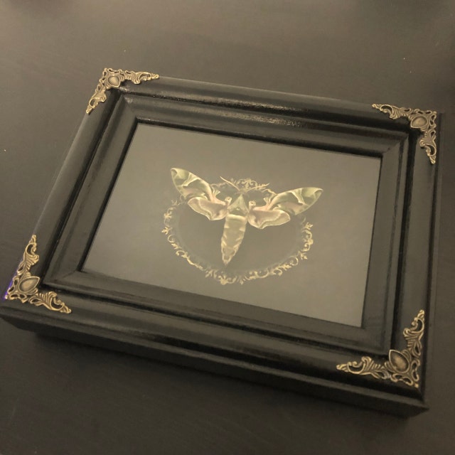 Real framed spiders and insects by TarantulaBox on Etsy