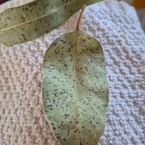 Fresh Green Jamun Leaves -organic Leaves Picked 10 Min Before Shipment ...