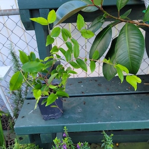 Rollinia Deliciosa Biriba Potted PLANT Tropical Tree - Etsy