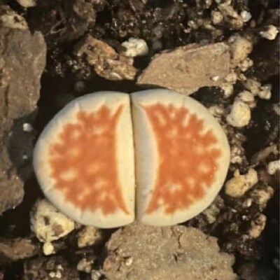 Live Exotic Lithops Karasmontana V Mickbergensis Var Red Top / 1-2 ...