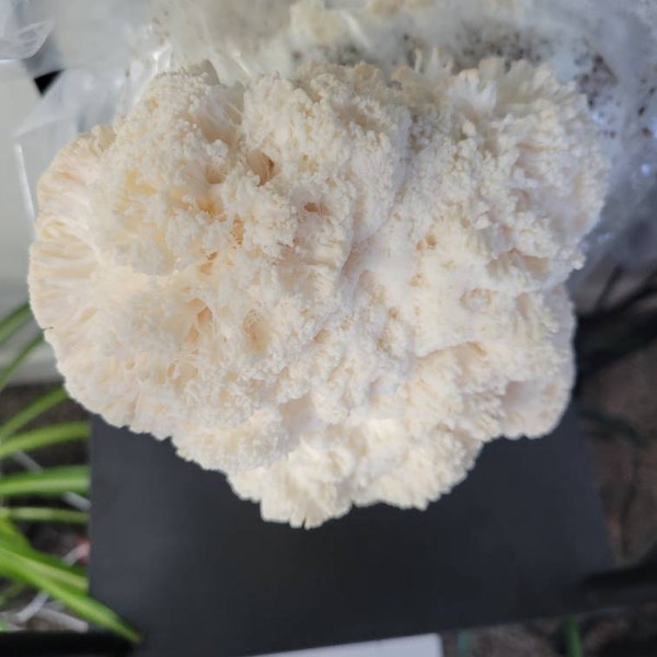 Lion's Mane & King Blue Oyster Mushroom Grow Kits - 5 Lb Fruiting ...