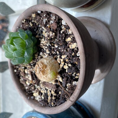 Lithops Aucampiae 'jackson's Jade' C395 10 Seeds - Etsy