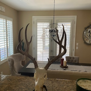 European Skull Mount Table Top Display - Etsy