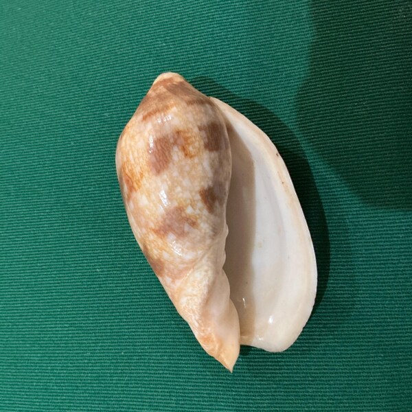 1/2 Cup Florida BEACH Collected Modulus Modulus BUTTON Snail Shell ...
