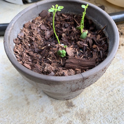 Curry Leaf Plant Seeds 10 Grown in USA Freshly Harvested Murraya ...