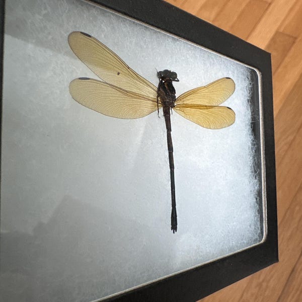 Euphaea Lara Yellow Dragonfly Damselfly Indonesia Mounted Wings Spread ...