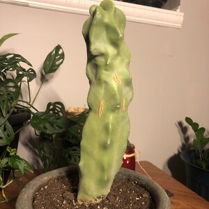 Opuntia Microdasys Monstrosus Golden Swirl Cactus Plant Pad - Etsy