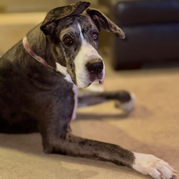 Steel Table Legs With Decorative Metal Scroll Gussets Set of 4 - Etsy