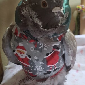 Phantom HARNESS JACKET Parrot Hoody Bird/parrot Clothing - Etsy