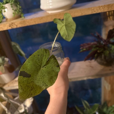Philodendron White Princess 2 Starter Plant ALL STARTER - Etsy