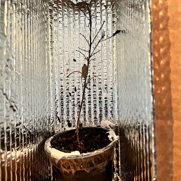 Chinese Perfume Tree, Chinese Rice Flower, in 4", 6" and 10" Pot Aglaia ...