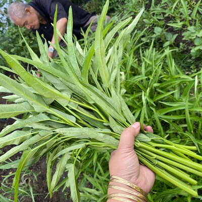 Thai Water Spinach thai Pak Boong Yentafo - Etsy