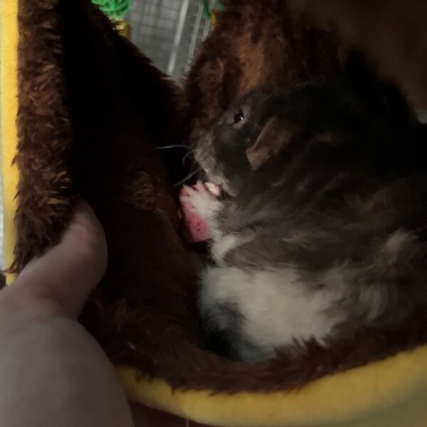 YOU CHOOSE FLAVORS Custom Kabob Flavored Chew Toy for Rabbits, Guinea ...