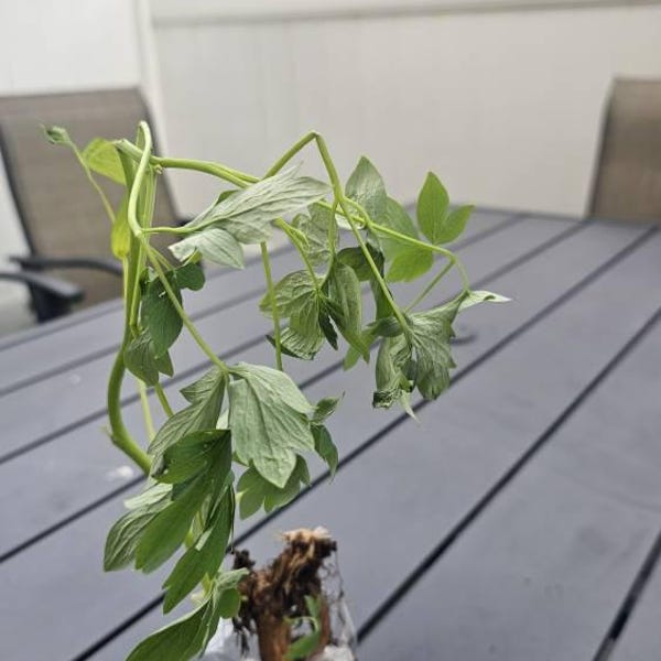 Gloria Cosmos Seeds | Cosmos Bipinnatus | Non-gmo | Flower Seeds | Seed ...