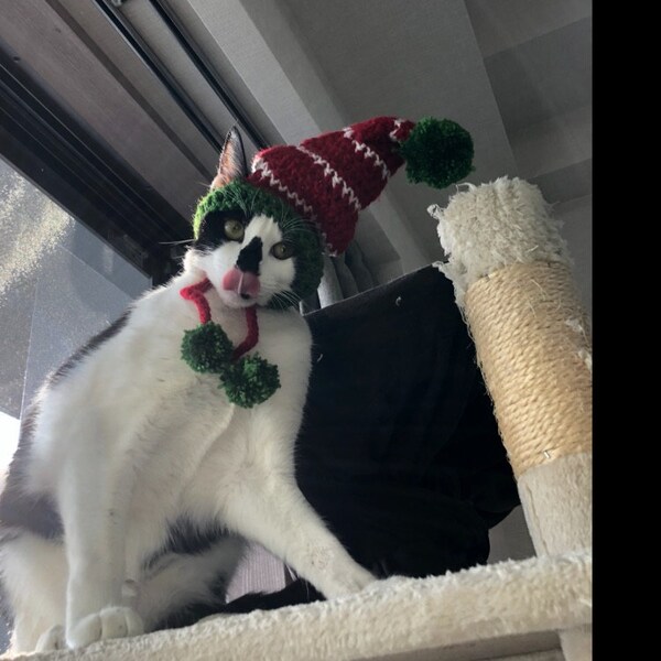 Elf Hat for Cats, Cat Elf Hat, Holiday Cat Hat, Christmas Hat for Cats ...