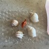 8 FLORIDA CONES 1 Whopper 46mm Florida Seashells Collectible Collected ...