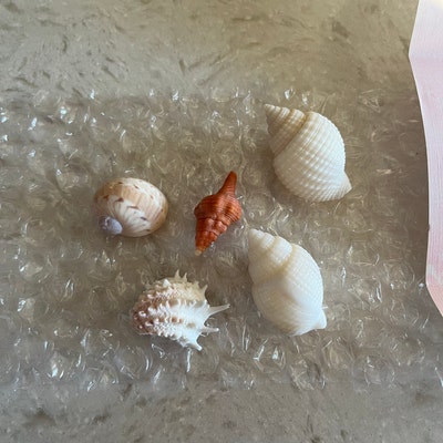 Set of 20 Great Collection of HORSE CONCH Family 20.5mm-282mm in Length ...