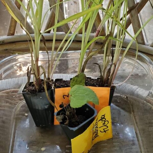 Carex Lurida | Shallow Sedge | Bareroot | Wetland Restoration | Live ...