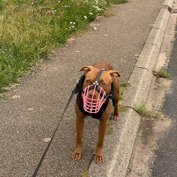 Custom Powder Coated Metal Wire Basket Dog Muzzle - Etsy