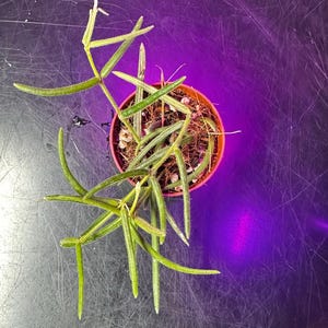 Chester Fern Starter Plant ALL STARTER PLANTS Require You to Purchase 2 ...