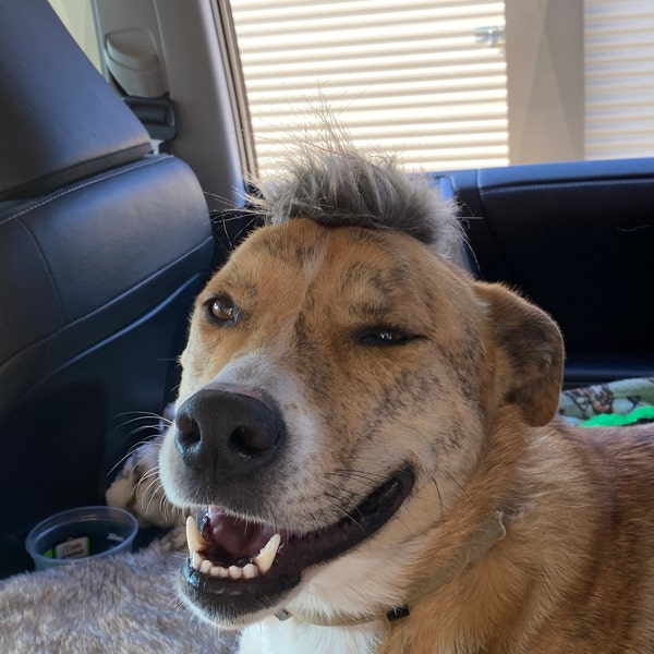Dog Mohawk Size Large - Etsy