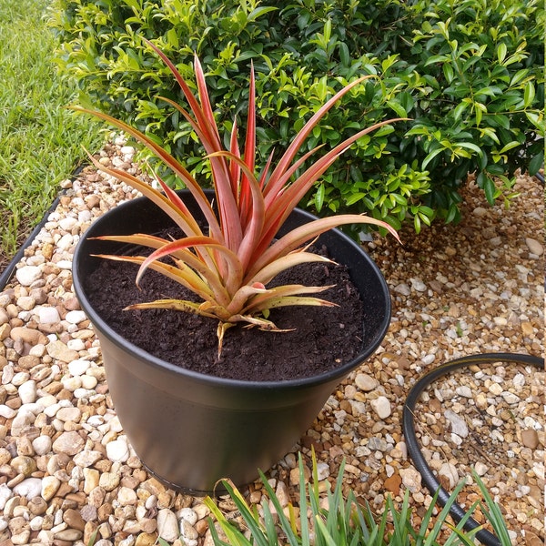 PINEAPPLE PLANT - Red Spineless Pineapple - Ornamental - 6"- 13 ...