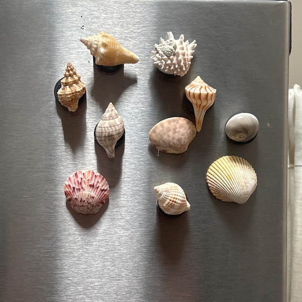 Shells Wholesale, Bulk Shells, Wholesale Shells, Shells for Art ...