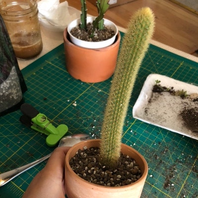 Cleistocactus Tarantula Cactus Cleistocactus Winteri, Golden Rat Tail ...