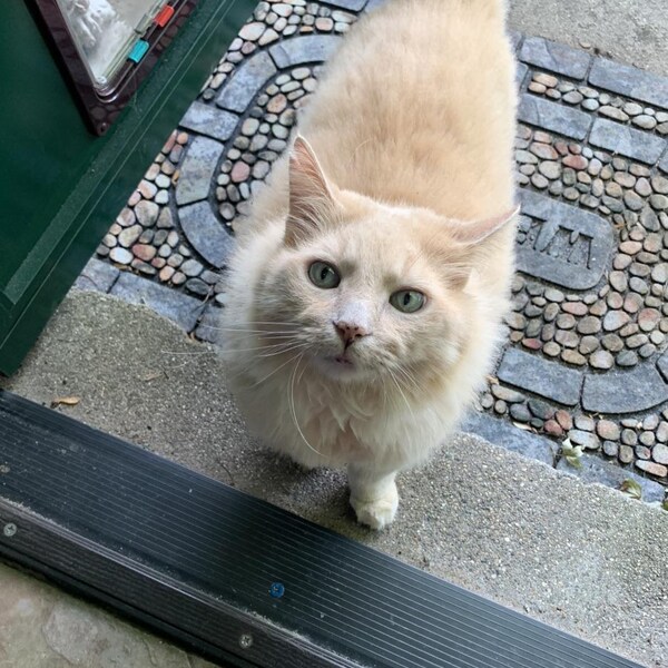 Handcrafted Wooden Goose Figurine – Charming White Goose Sculpture ...