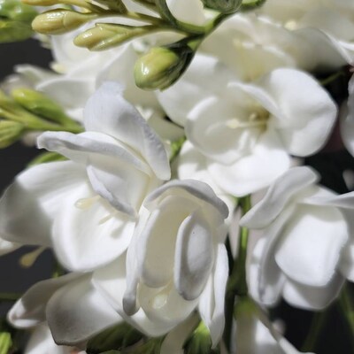 Ivory White Freesia Orchids Real Touch Flowers DIY Centerpieces ...