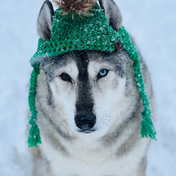 Corgi Beanie Dog Beanie Corgi Hats Dog Hat Dog Beanie Fur Baby Beanies ...
