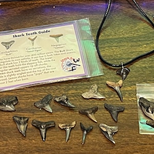 Make Yer Own Shark Art Kit Reef Shark 8x10 - Etsy