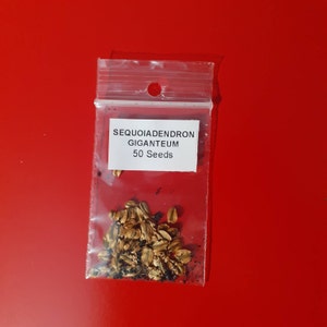 Chorisia Speciosa 10 Seeds Seeds Ceiba Speciosa Tree Bottle of | Etsy