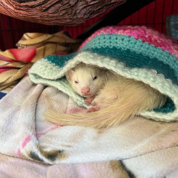 STUDIO or DUPLEX - Your Choice; Ferret; Pocket Pet; Burrow; Nest ...