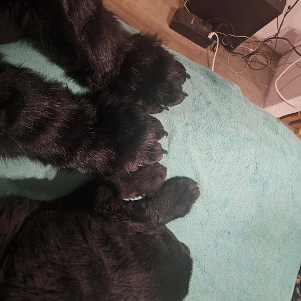 Fursuit Paws: Long Furry Arm Gloves, Animal Cosplay (65cm) - Etsy