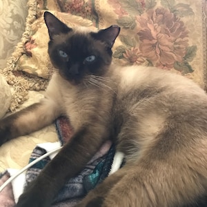 Bast Cat Magnet Egyptian Goddess Bastet Egypt Fantasy Cat Art - Etsy