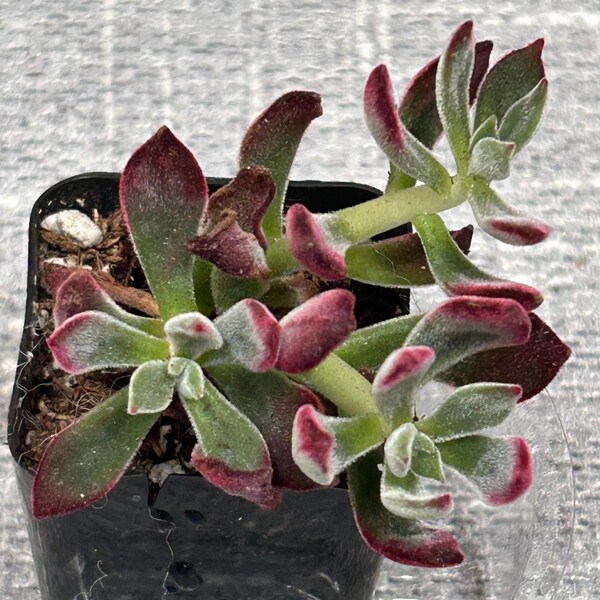 Rare Echeveria Pulvinata "ruby", Ruby Blush Succulent, Echeveria Red ...