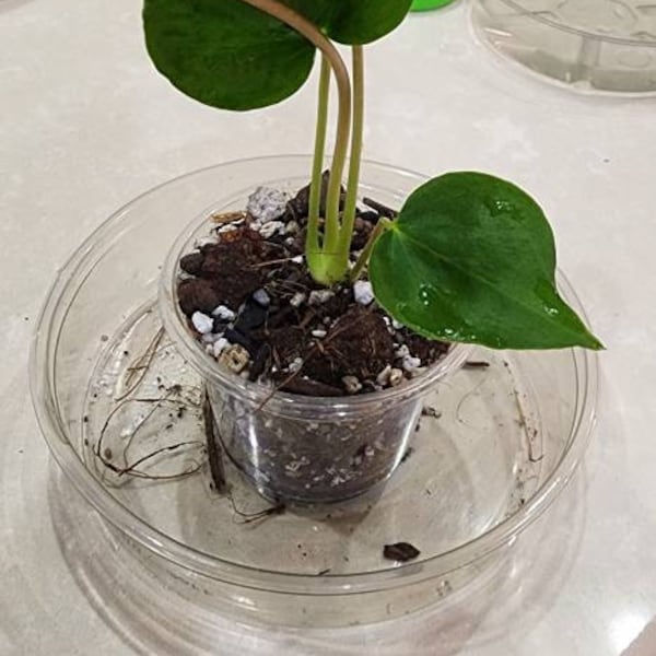 Alocasia Bundle Pack 2 Starter Plants - Etsy
