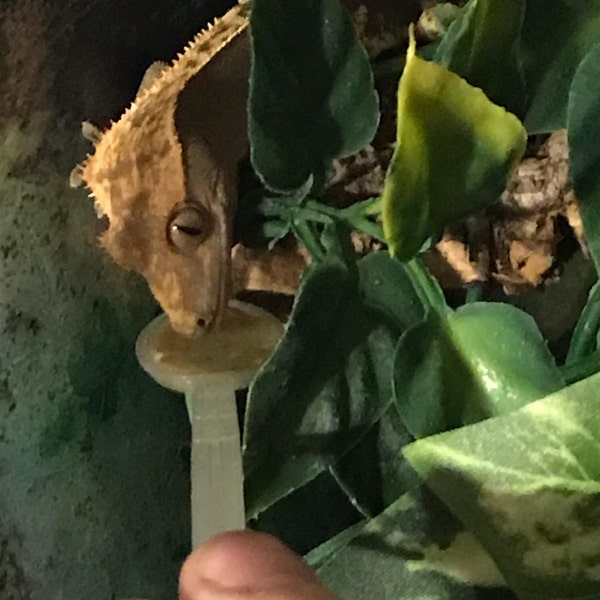 Stroodies Spoons for Crested Geckos (includes Suction Cups) - Etsy