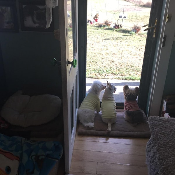 Knitted Muffler, S,L, Dog Cape, Pet Neckwear, Dog Neck Warmer, Pet ...