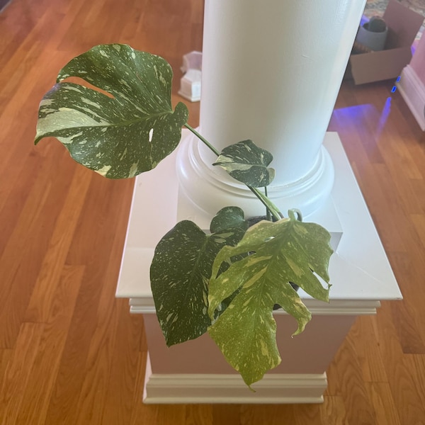 Monstera Deliciosa White Snow 6 - Etsy