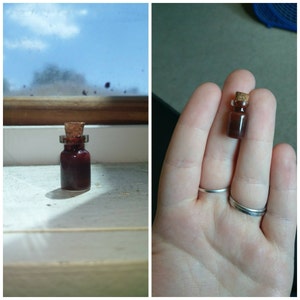 Natal Plum, Large Num Num Plant Cutting Organic Fruit Carissa ...