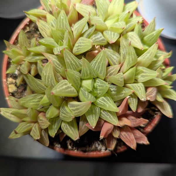 Aeonium Garnet 4, Live Succulent - Etsy