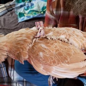 Chicken Diaper Medium Stylish Chicken Diaper Larger Bantam Poultry or ...